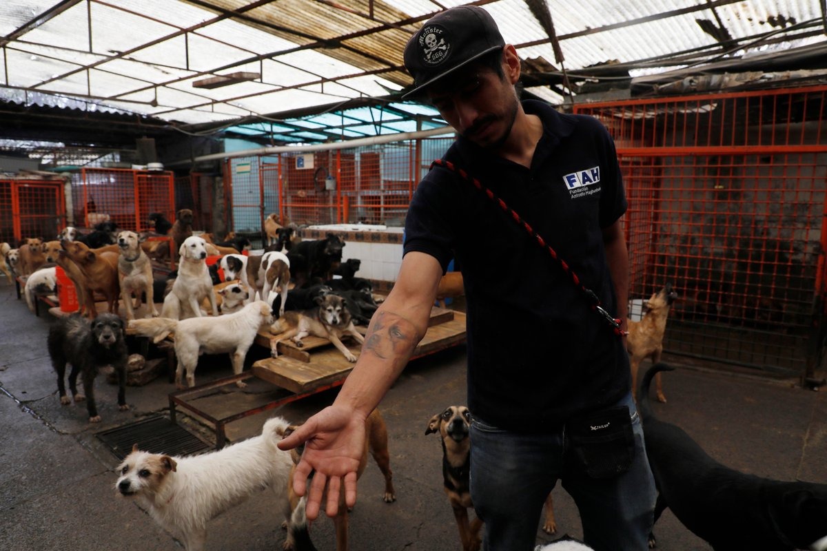 ¿Qué pasó con los perros? - Más Información